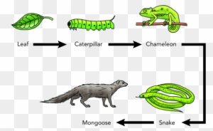 Swamp Animals Food Chain Download - Swamp Animals Food Chain Download ...