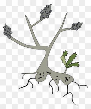 Ian Symbol Banksia Spp - Banksia Tree Clip Art - Free Transparent PNG ...
