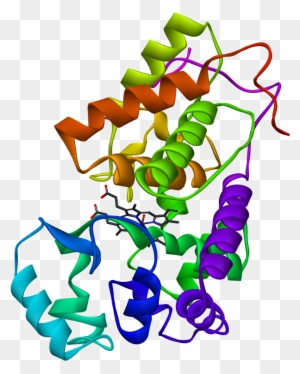 Enzyme Clipart, Transparent PNG Clipart Images Free Download - ClipartMax