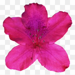 Pink Azalea By Jeanicebartzen27 On Deviantart Jpg Stock - Pink Azalea ...
