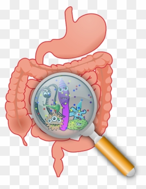 Gut Microbiome Png - Free Transparent PNG Clipart Images Download