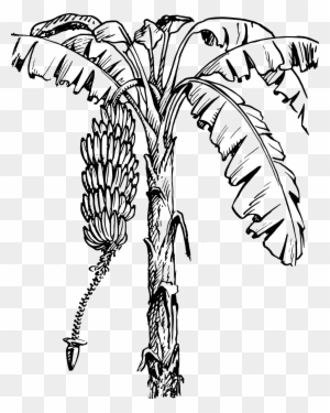 Banana Clipart Saging - Line Art - Free Transparent PNG Clipart Images ...