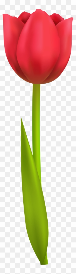 Tulip Clipart, Transparent PNG Clipart Images Free Download - ClipartMax
