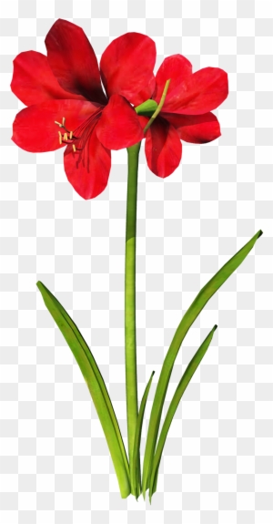 Amaryllis Clip Art, Transparent PNG Clipart Images Free Download ...