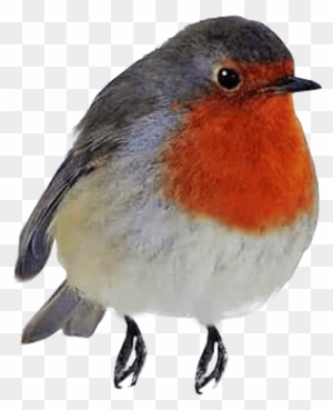 Robin Bird Clipart, Transparent PNG Clipart Images Free Download ...