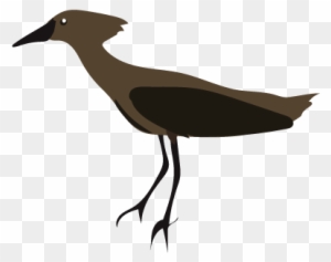 Like The Shoebill, The Hamerkop Is Also A Single Species - Like The ...
