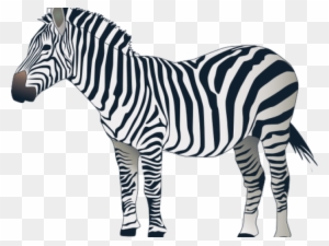 Drawn Zebra Zabra - Drawn Zebra Zabra - Free Transparent PNG Clipart ...