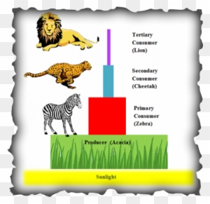 Energy Increase As It Goes Up The Pyramid In The Savanna - Golden Plum ...