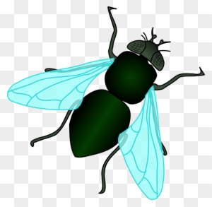 Fly Clipart Bug - Fly Clip Art - Free Transparent PNG Clipart Images ...
