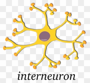 Neuron 20clipart - Brain Neuron Clip Art - Free Transparent PNG Clipart ...