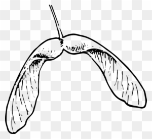 Collection Of Maple High Quality Free Ⓒ - Maple Seed Clipart - Free ...