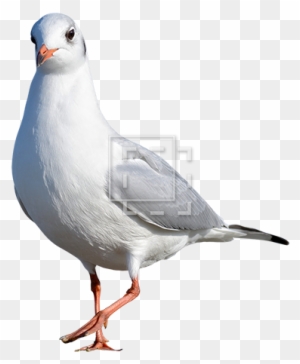 Immediate Entourage Cutout Photos For Architectural - Beach Bird Png ...