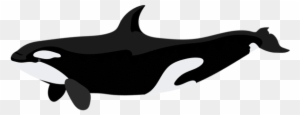 Free Png Download Orca Clipart Png Photo Png Images - Orca Killer Whale ...