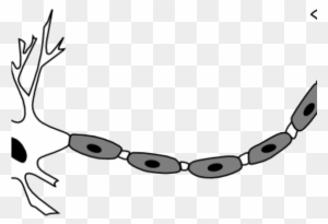 Ap Psych Brain Diagram Unlabeled - Motor Neuron Not Labeled - Free ...