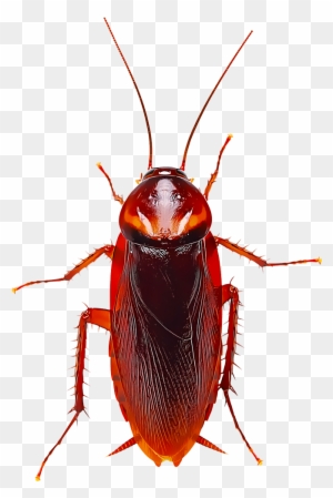 Identify And Control Cockroaches - Cockroach - Free Transparent PNG ...