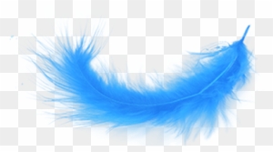 Blue Feather Transparent Png Stickpng - Blue Feather Png - Free ...
