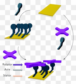 Bottom Up Assembly Of A Surface Anchored Supramolecular - Bottom Up ...