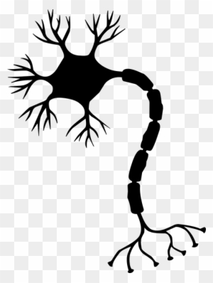 Image By Mohamed Hassan On Pixabay - Nervous System With Neurons ...