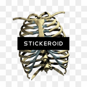 Rib - Skeleton Rib Cage Png - Free Transparent PNG Clipart Images Download