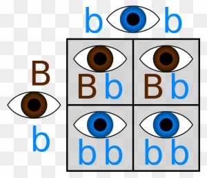 Determining Eye Color Punnett Square - Infoupdate.org