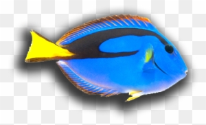 Adding Glofish® To Your Existing Aquarium - Coral Reef No Background ...