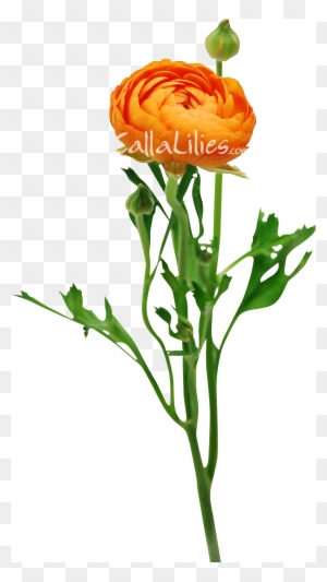 Ranunculus - Redonkulous Flower - Free Transparent PNG Clipart Images ...