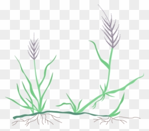 Some Facts About Buffalo Grass - Purple Needle Grass Drawing - Free ...