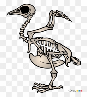 665 X 748 2 - Bird Skeletons - Free Transparent PNG Clipart Images Download