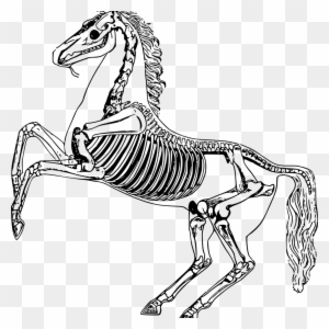 1200 X 1200 1 0 - Cartoon Horse Skeleton - Free Transparent PNG Clipart ...