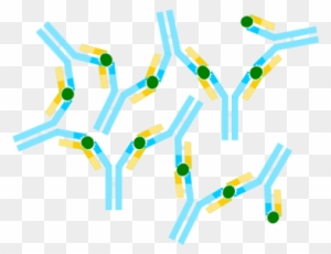 Antibody Antigen , Png Download - Antigene Anticorpo - Free Transparent ...
