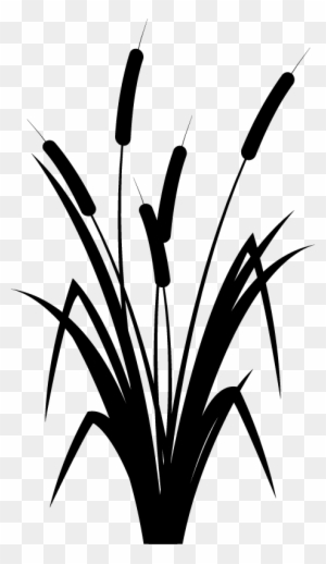 Download Reed Black And White Transparent Png - Sticker - Free ...