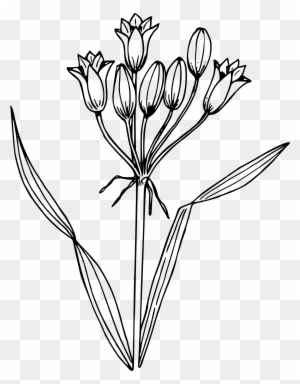 Big Image - Hyacinth Drawing Transparent - Free Transparent PNG Clipart ...