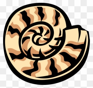 Nautilus Shell Kappa Delta - Free Transparent PNG Clipart Images Download