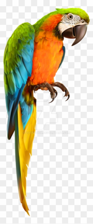 678 X 1178 1 - Transparent Background Parrot Png - Free Transparent PNG ...