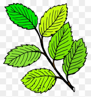 Clipart Daun Png Gambar Daun - Clip Art Of Leaves - Free Transparent ...