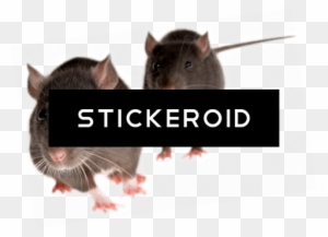 Chinese Horoscope Rat Sign Character Clipart - Two Rats - Free ...