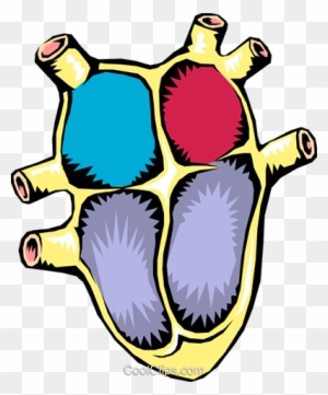 Human Heart Royalty Free Vector Clip Art Illustration - 4 Chambers Of ...