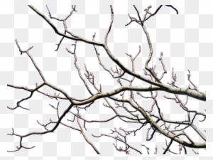 Branches, Tree, Nature, Trees, Wood - Bare Tree Transparent Background ...