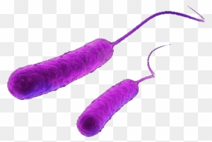 Bacteria Clipart Staph - E Coli Bacteria Clip Art - Free Transparent ...