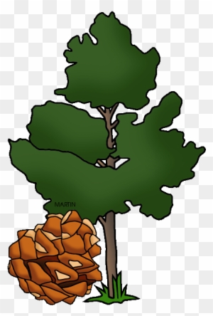State Tree Of Nevada, Single Leaf Pinon - Pinon Tree Clip Art - Free ...