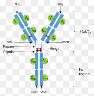 Dimeric Iga Schematic - Iga Antibody - Free Transparent PNG Clipart ...