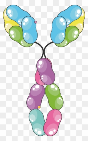 Igm - Immunoglobulin E - Free Transparent PNG Clipart Images Download