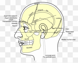 Skull Diagram Head - Diagram Of Human Head - Free Transparent PNG ...