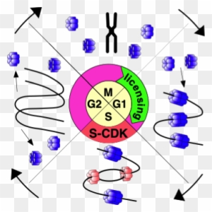 In Order For Cell Division To Produce Two Daughter - Circle - Free ...