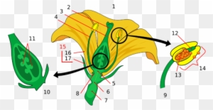 Parts Of A Flower Clipart, Transparent PNG Clipart Images Free Download ...