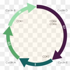 Cdk 4/6 And Cell Proliferation - Cell Cycle Cdk6 - Free Transparent PNG ...