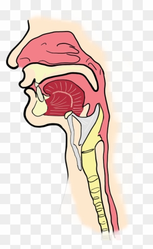 The Larynx, The Pharynx, Anatomy, Human, Mouth - Laringe - Free ...