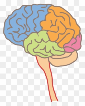 View, Total - Higher Brain Function - Free Transparent PNG Clipart ...
