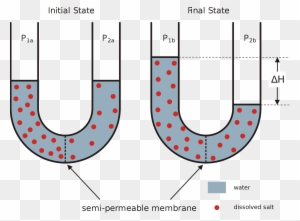 Once That Happens, The Concentration Levels On Both - Diffusion Semi ...