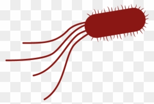 Microbiology - Marine Invertebrates - Free Transparent PNG Clipart ...